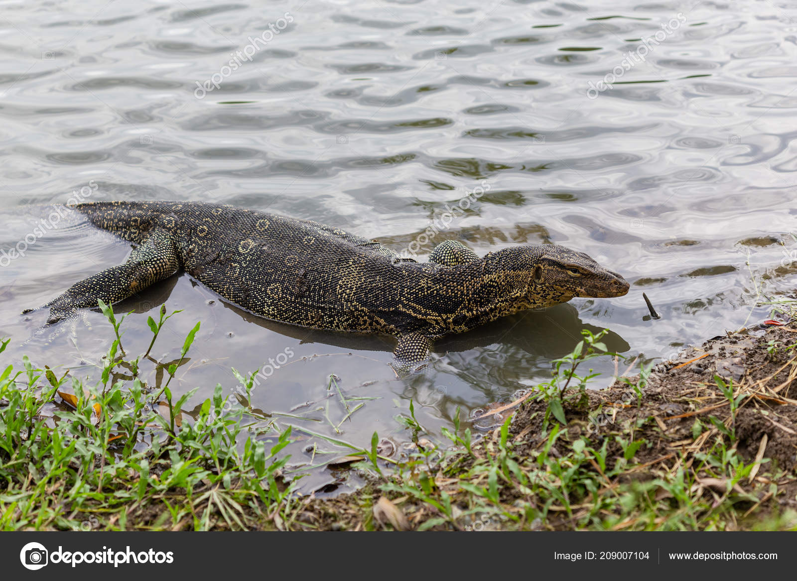 Varanus Salvator Commonly Known Water Monitor Common Water Monitor ...