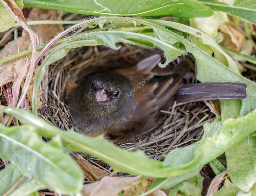 Junco de ojos oscuros (Junco hyemalis) hembra adulta anidando en huevos ...