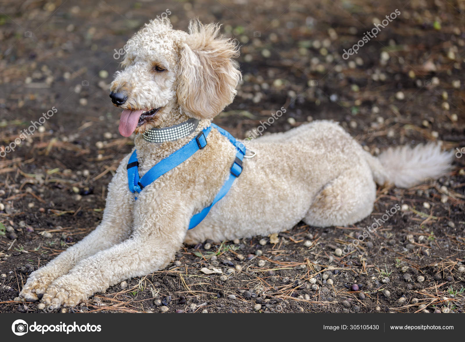 White Standard Labradoodle
