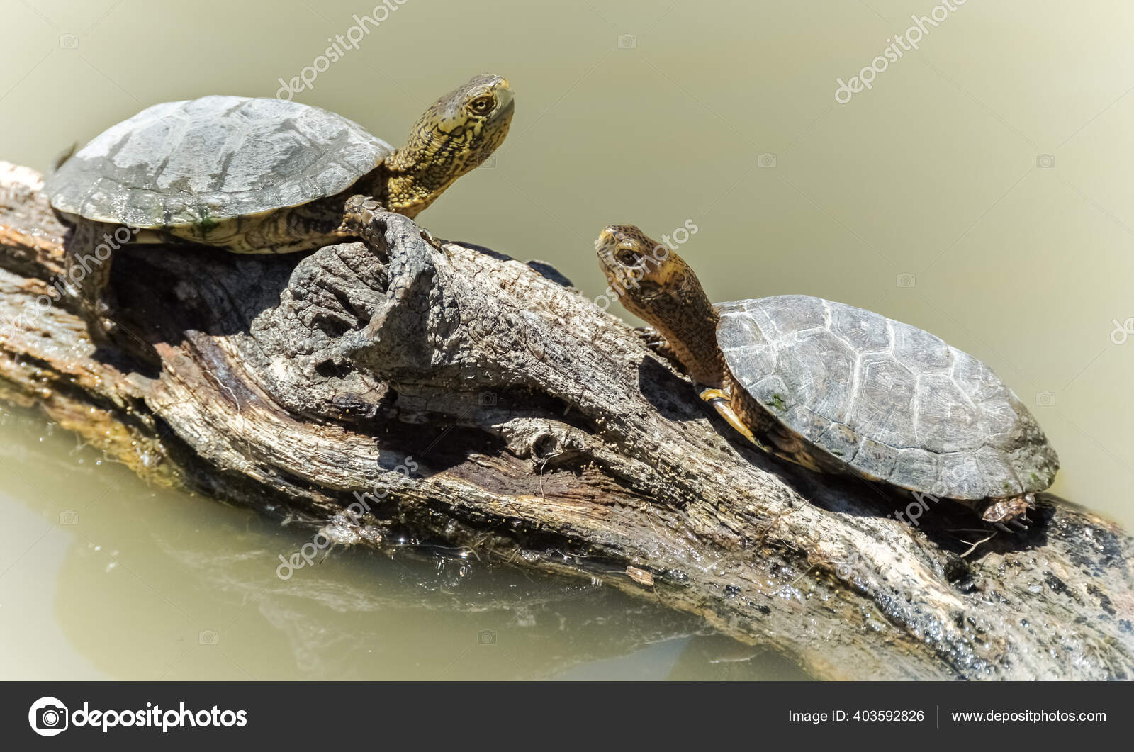 Western Pond Turtles Sun Bathing Log Pond Sunol Regional Park Stock ...