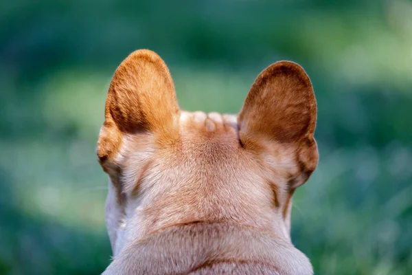 Two eared listener Stock Photos, Royalty Free Two eared listener Images ...