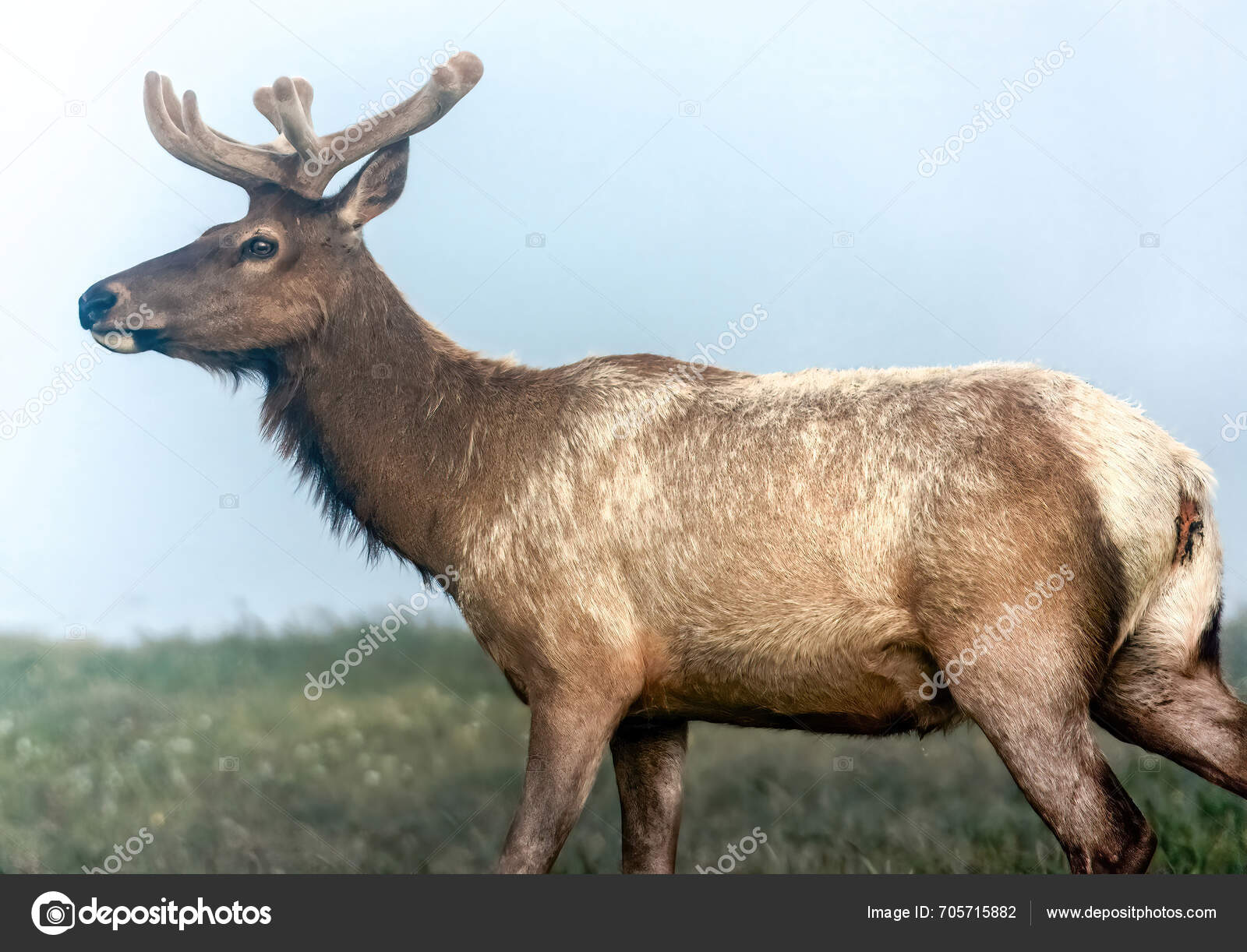 Tule Elk Buck Tomales Point Point Reyes National Seashore Marin — Stock ...