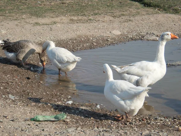 Goose pool Stock Photos, Royalty Free Goose pool Images | Depositphotos