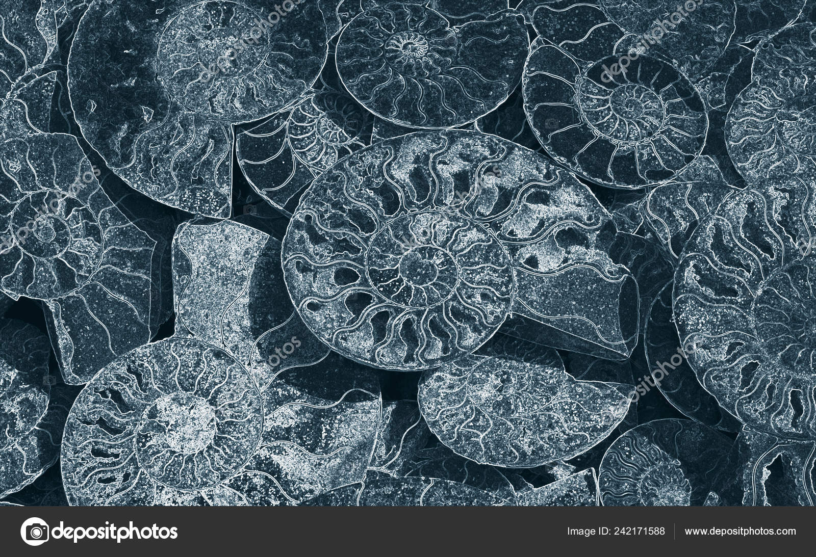 Ammonite fossil wallpaper | Abstract background of fossil Ammonites ...