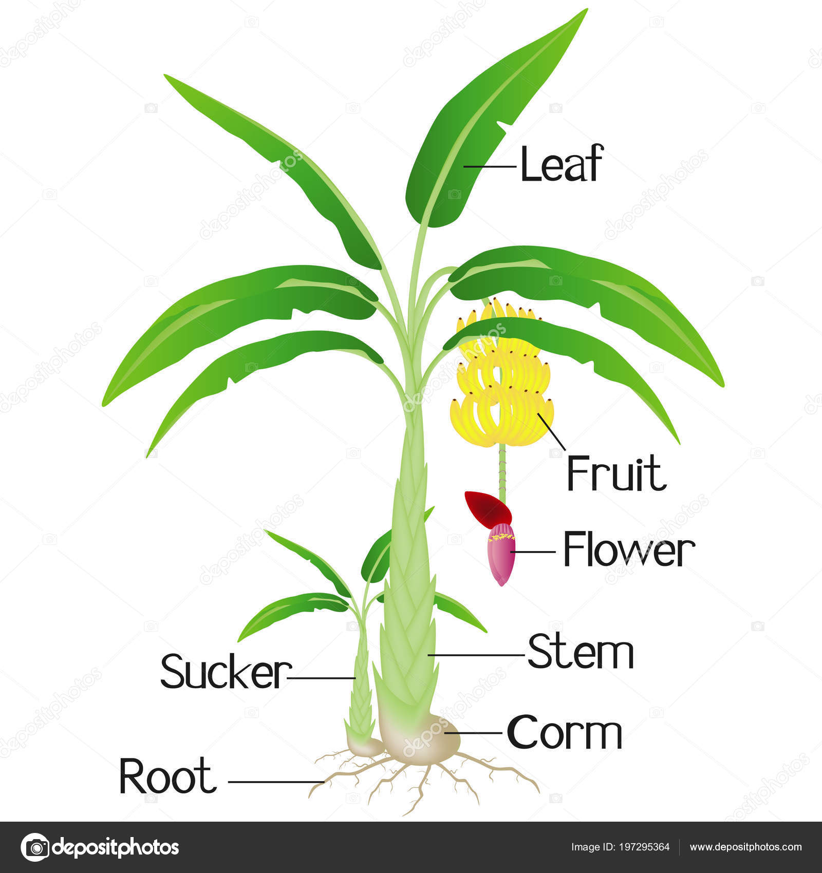 Banana Plant Diagram