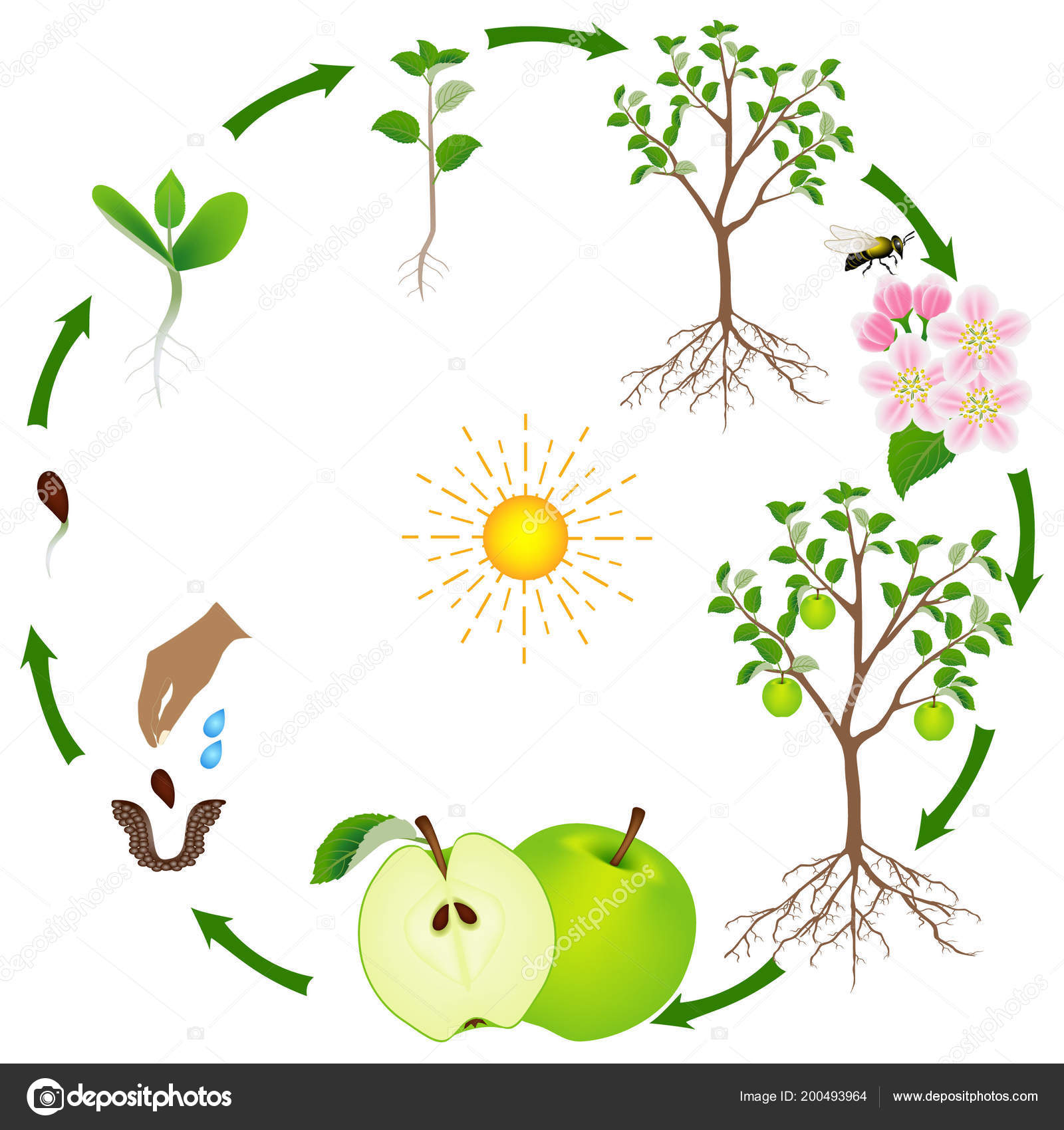 Growth Cycle Apple Tree White Background Stock Vector Image by ...