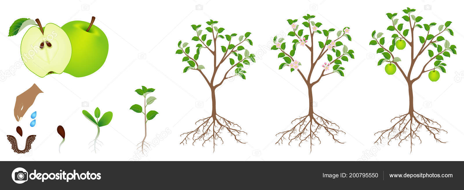 Growth Cycle Apple Plant Isolated White Background Stock Vector Image ...