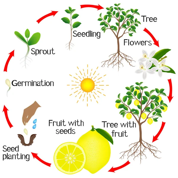 Life Cycle Lemon Tree Stages Growth Seed Sprout Adult Plant Stock ...