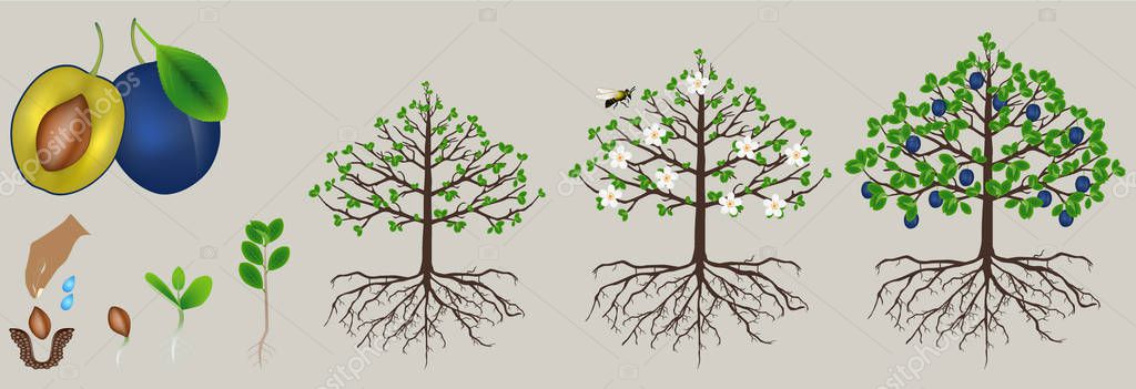 Plant growth circle Vector Art Stock Images | Depositphotos