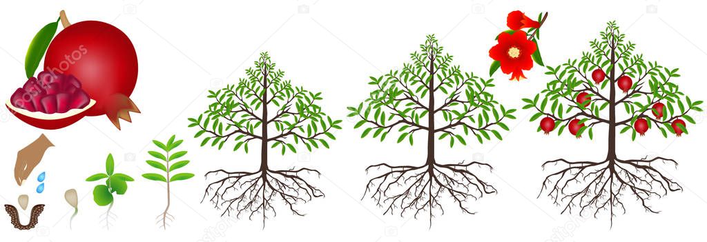 Plant growth circle Vector Art Stock Images | Depositphotos