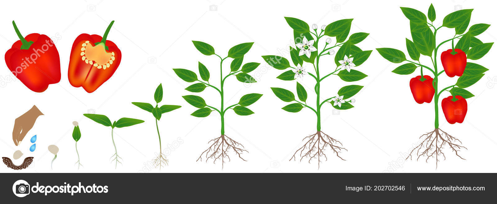 Cycle Growth Plant Red Pepper Isolated White Background Stock Vector ...