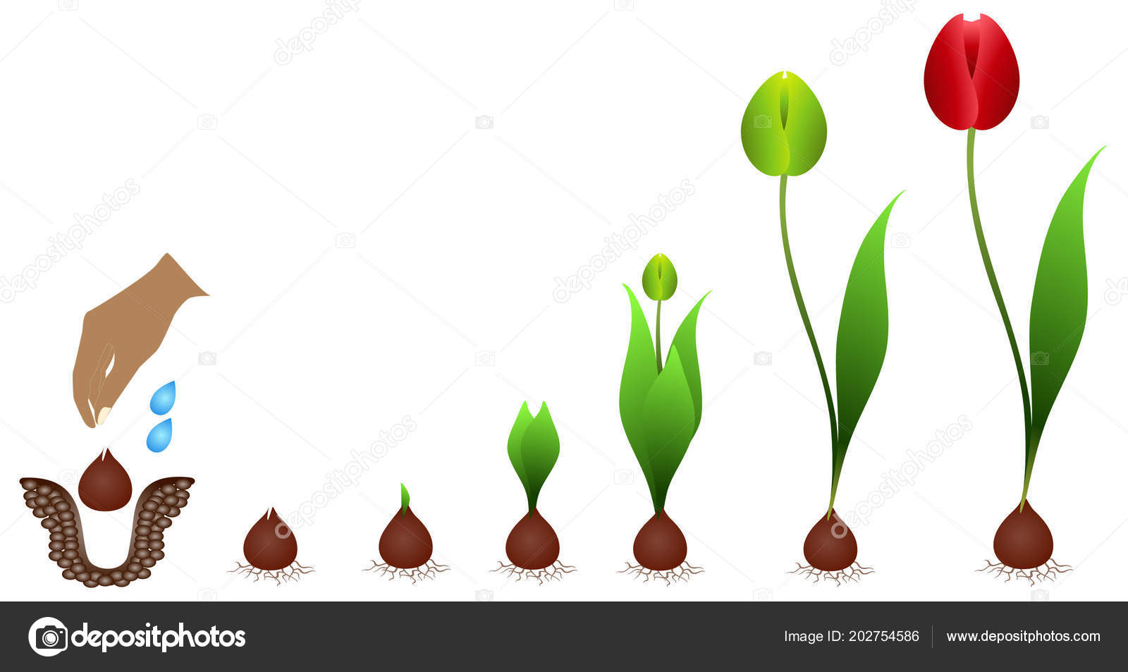 Tulip Life Cycle