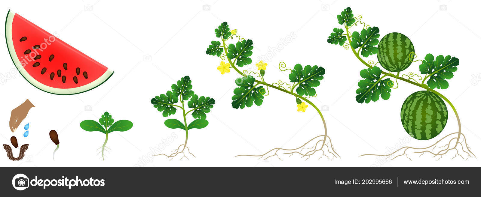 Watermelon Seed Life Cycle at Ona Prouty blog