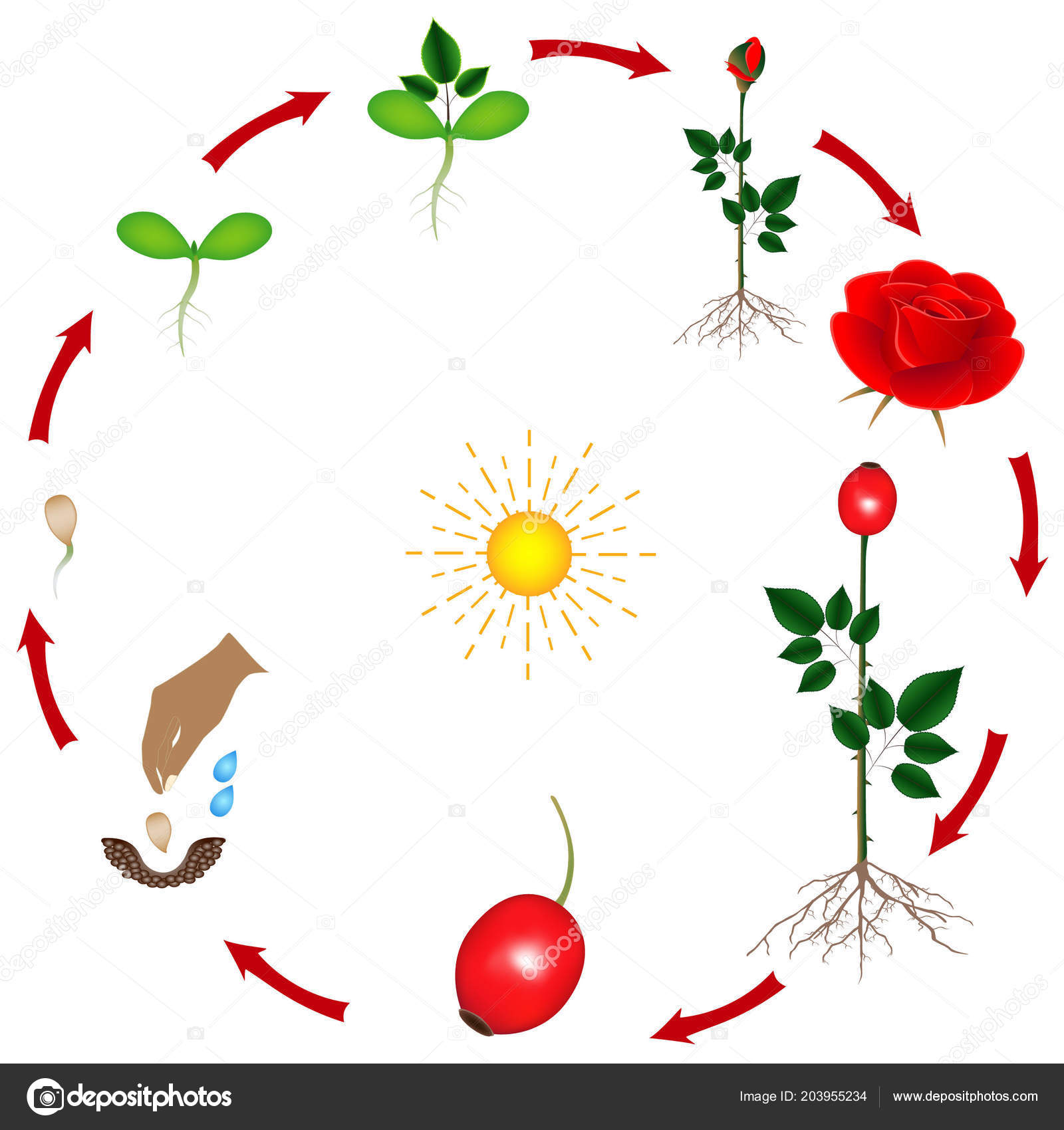 asebomma.blogg.se - Life cycle of a rose diagram asebomma.blogg.se - Life cycle of a rose diagram