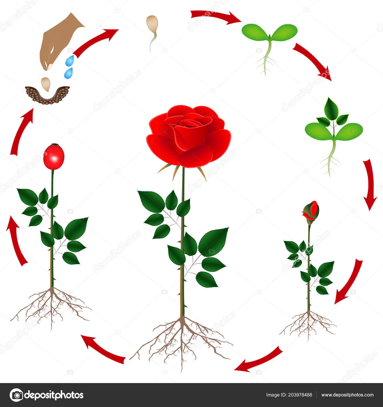 Diagrama Del Ciclo De Vida De La Flor De Rosa Completa