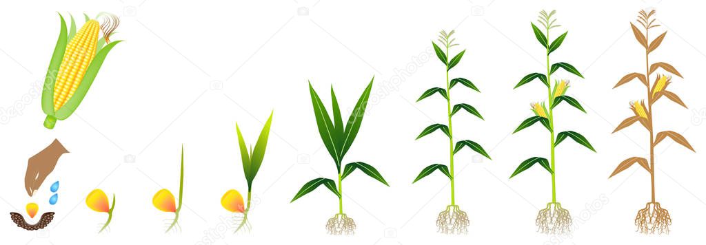 Parts Plant Morphology Corn Maize Plant Green Leaves Root System ⬇ ...