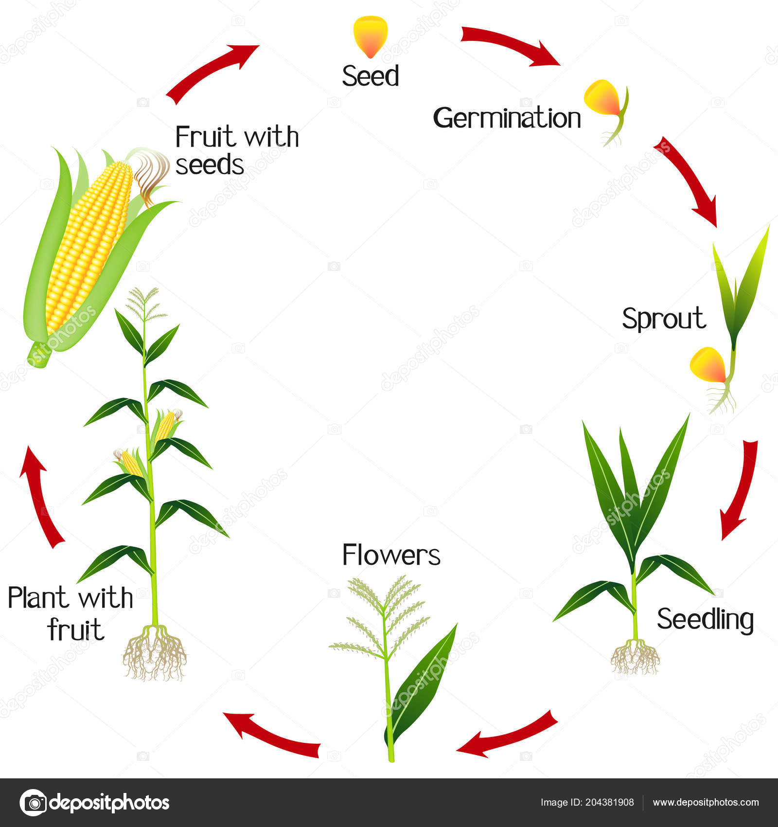 Corn Life Cycle Diagram Corn Growth Stages Stock Vector Images Alamy
