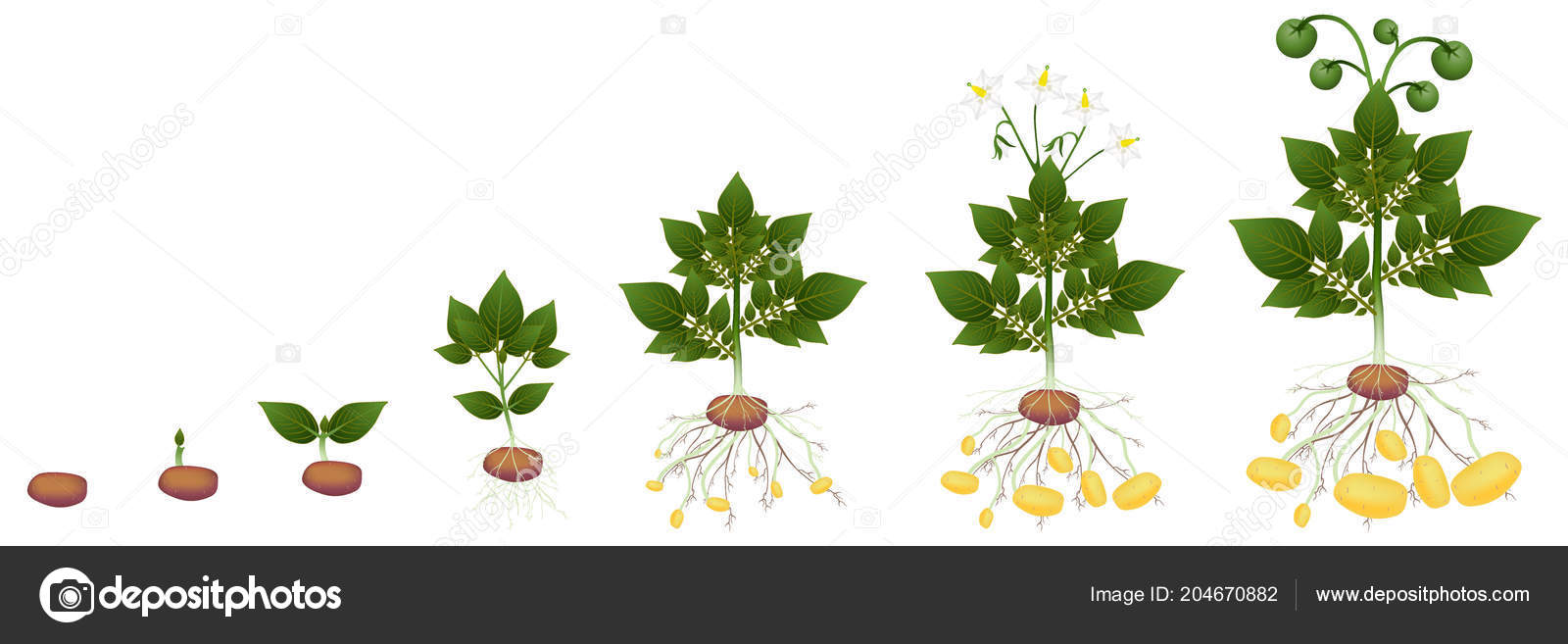 Potato Plant Diagram