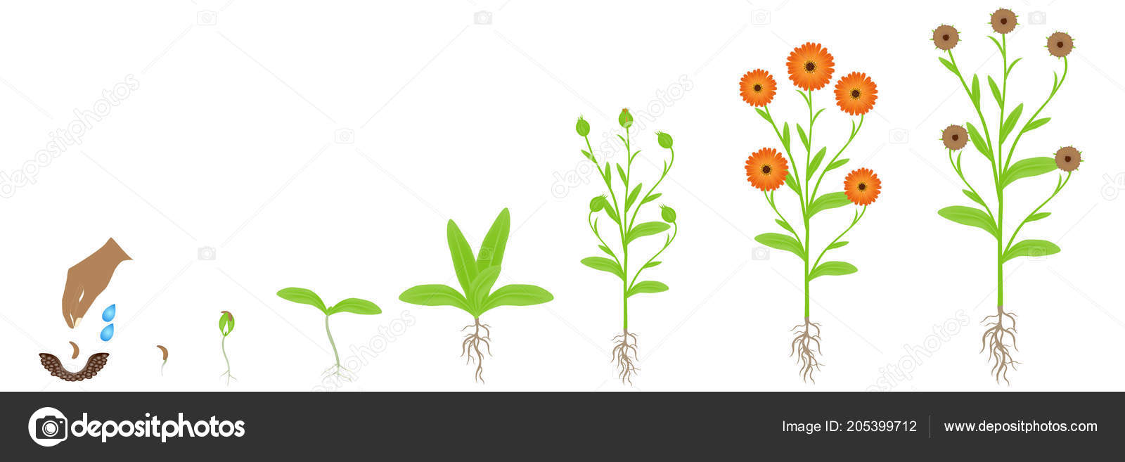 Cycle Calendula Plant Growth Isolated White Background Stock Vector ...