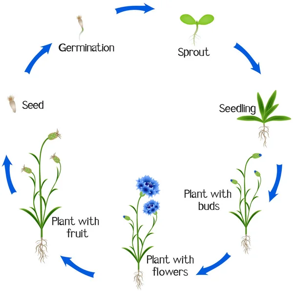 Cycle Lavender Plant Growth Isolated White Background Stock Vector ...