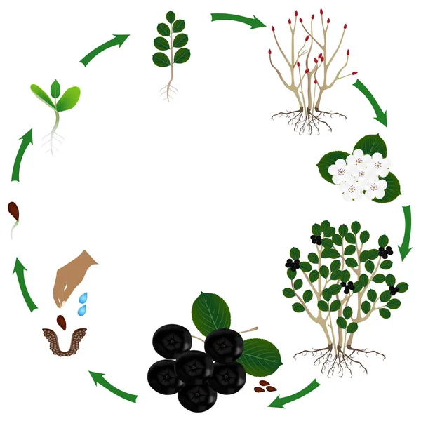 Pictures: cauliflower plant | Life Cycle Cauliflower Plant White ...