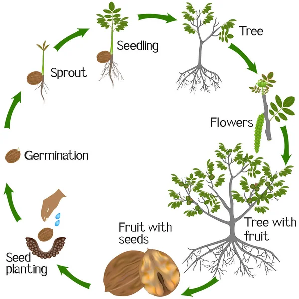 Plant growth circle Vector Art Stock Images | Depositphotos