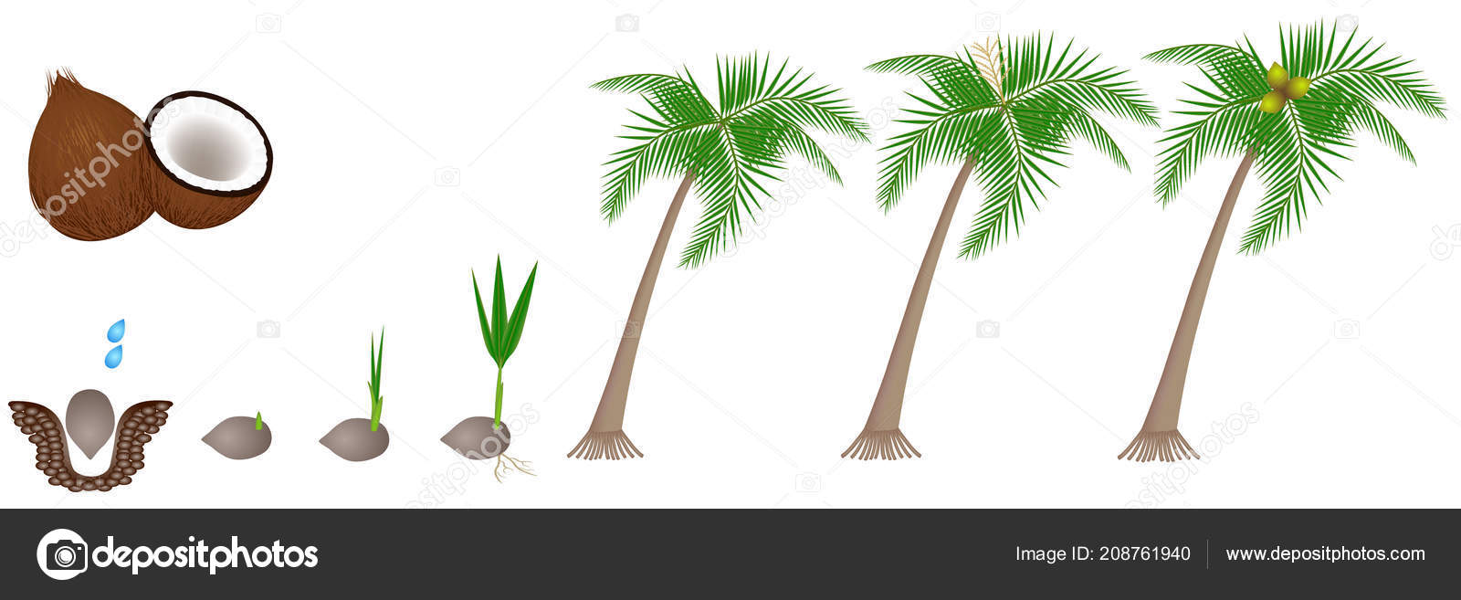 Cycle Growth Plant Coconut Isolated White Background Stock Vector Image ...