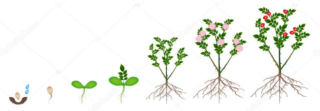 64 Rose life cycle Vector Images, Rose life cycle Illustrations ...