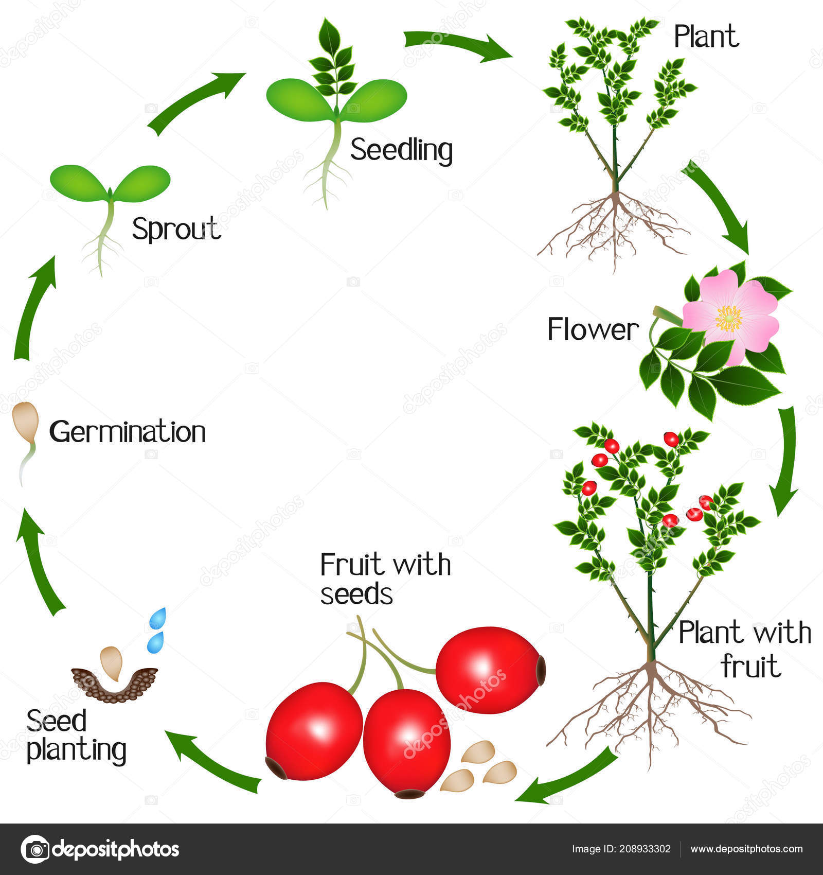 Cycle Rose Hips Plant Growth Isolated White Background Stock Vector ...