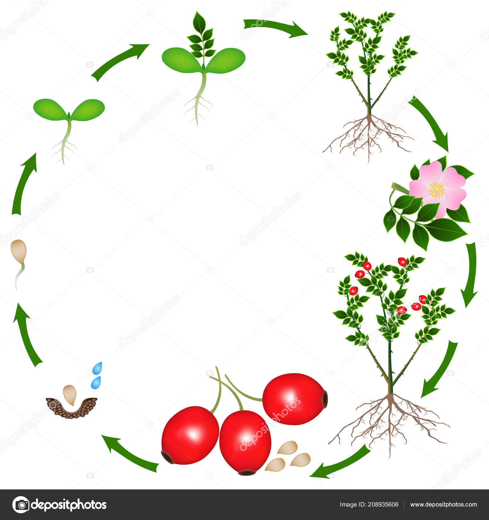 Rose Life Cycle Diagram