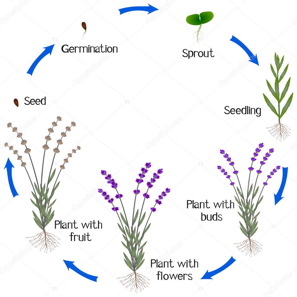 Beyaz Arka Plan Üzerinde Izole Bir Lavanta Bitki Büyüme Döngüsü ...