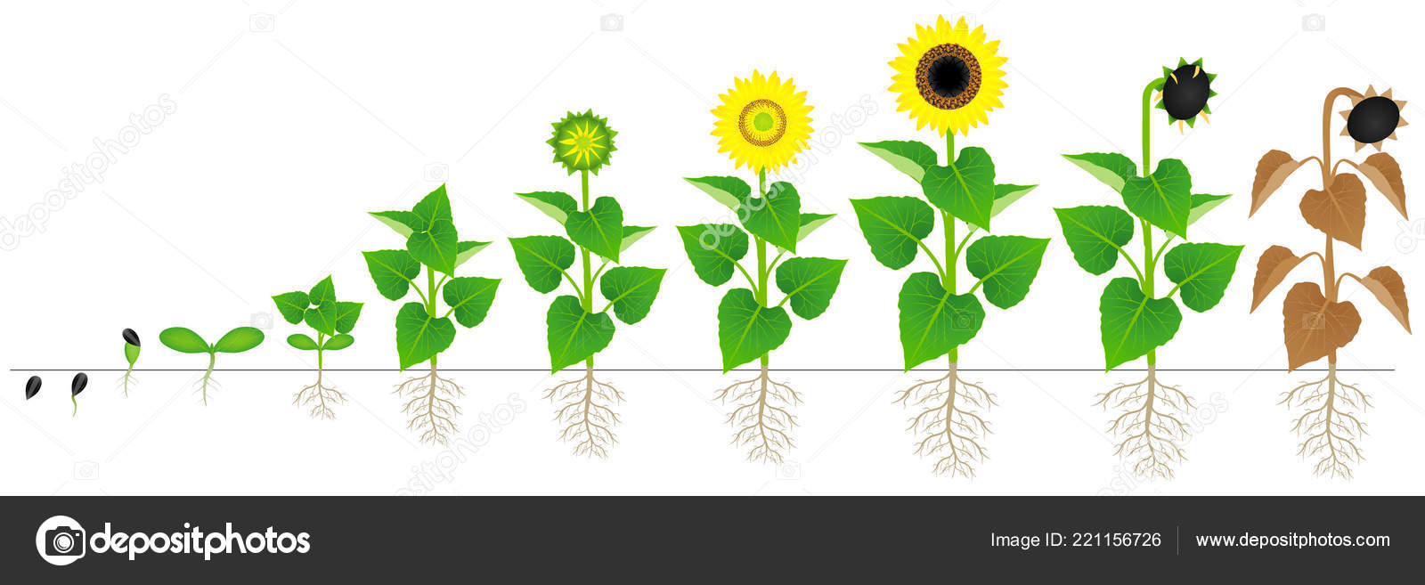 Cycle Growth Sunflower Plant Isolated White Background — Stock Vector ...