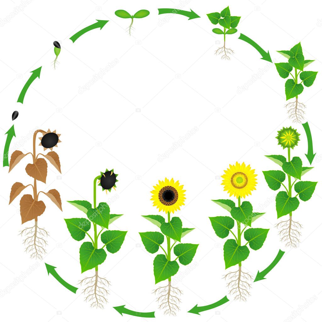 Life Cycle Sunflower Plant White Background — Stock Vector © ZAQzaq81 ...
