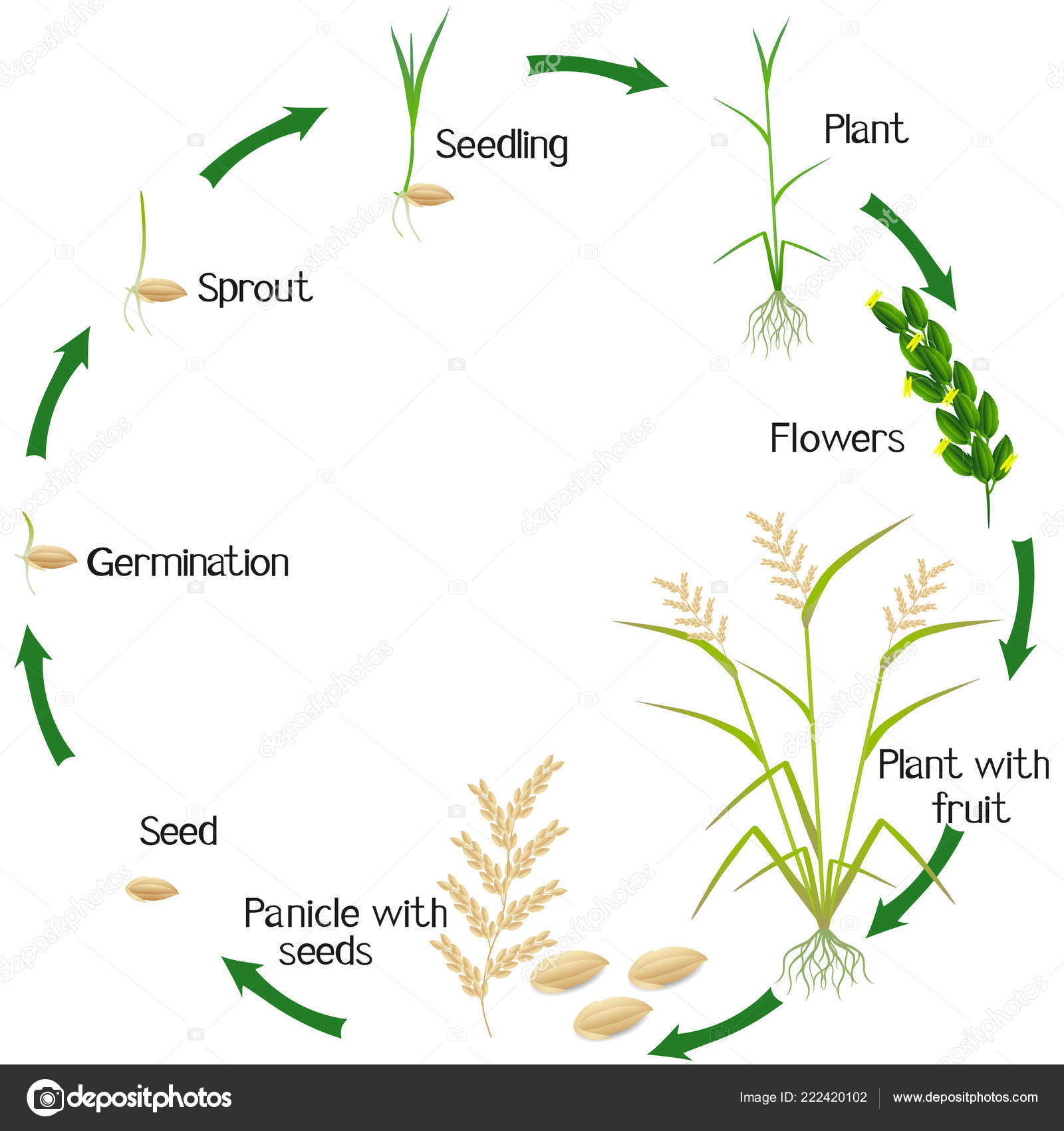 Cycle Rice Plant Growth Isolated White Background — Stock Vector ... Cycle Rice Plant Growth Isolated White Background — Stock Vector ...