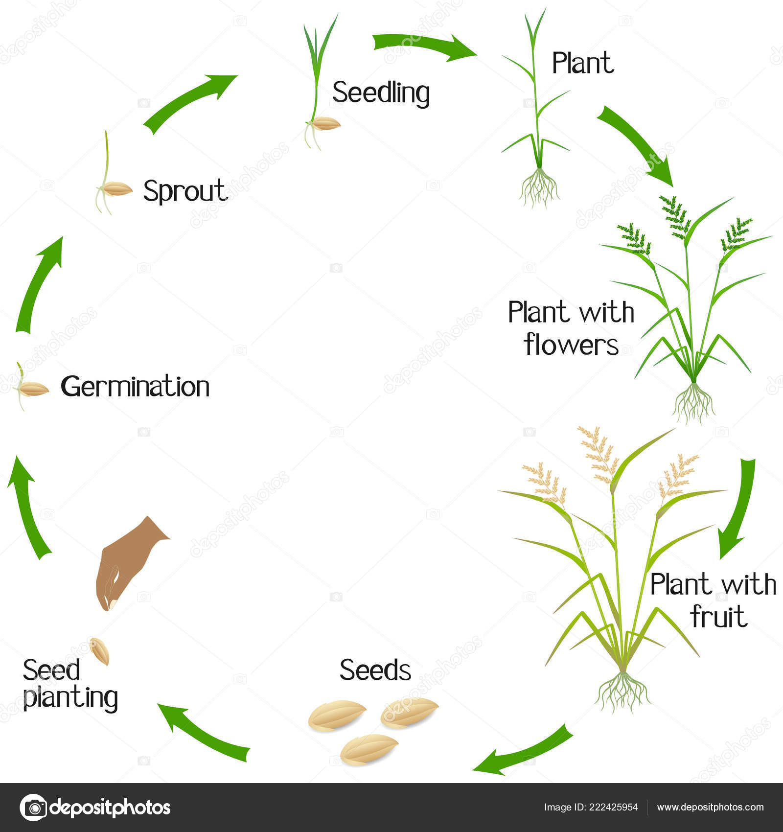 Rice Plant Diagram