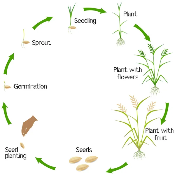 Rice cultivation Vector Art Stock Images | Depositphotos