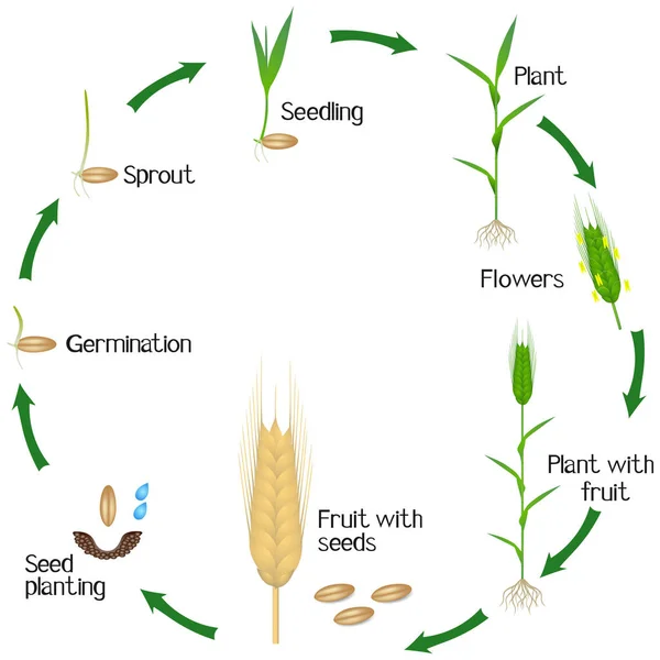 Wheat growing stages, life cycle of wheat plant infographic elements in ...
