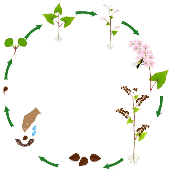 Pictures: cauliflower plant | Life Cycle Cauliflower Plant White ...