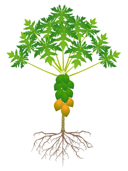 Part Papaya Plant White Background — Stock Vector © ZAQzaq81 #225491538