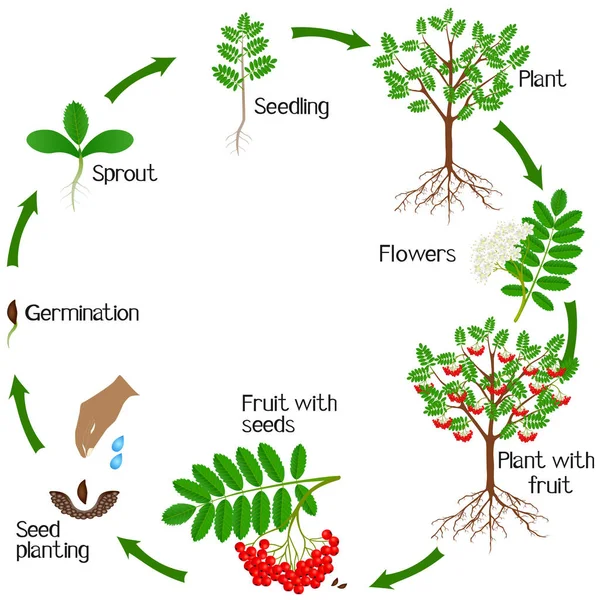 Life Cycle Lychee Plant White Background ⬇ Vector Image by © ZAQzaq81 ...