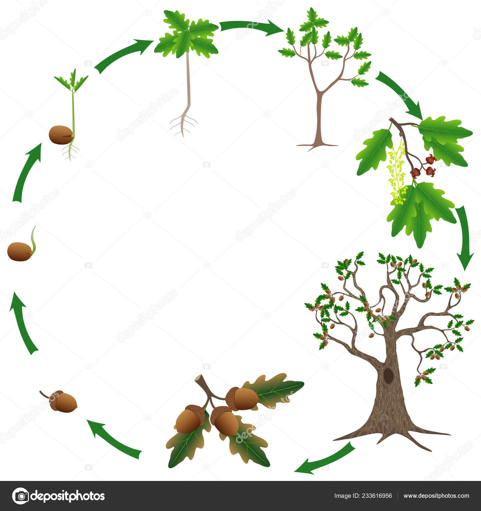 Cycle Oak Plant Growth Isolated White Background Stock Vector Image by ...