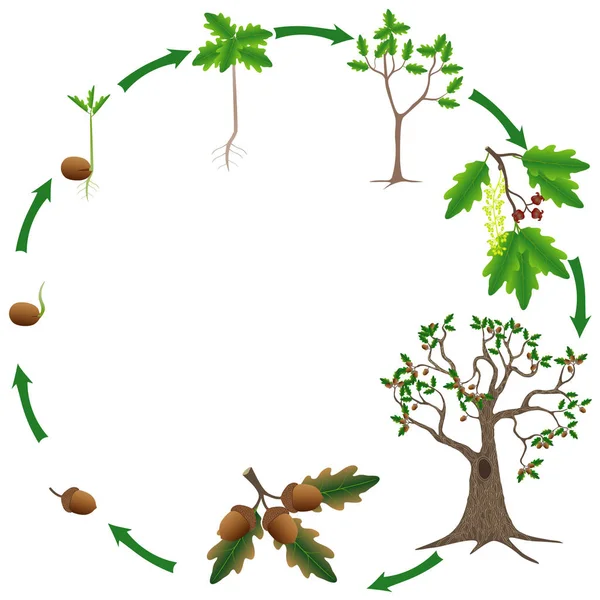1,421 Tree life cycle Vector Images | Depositphotos