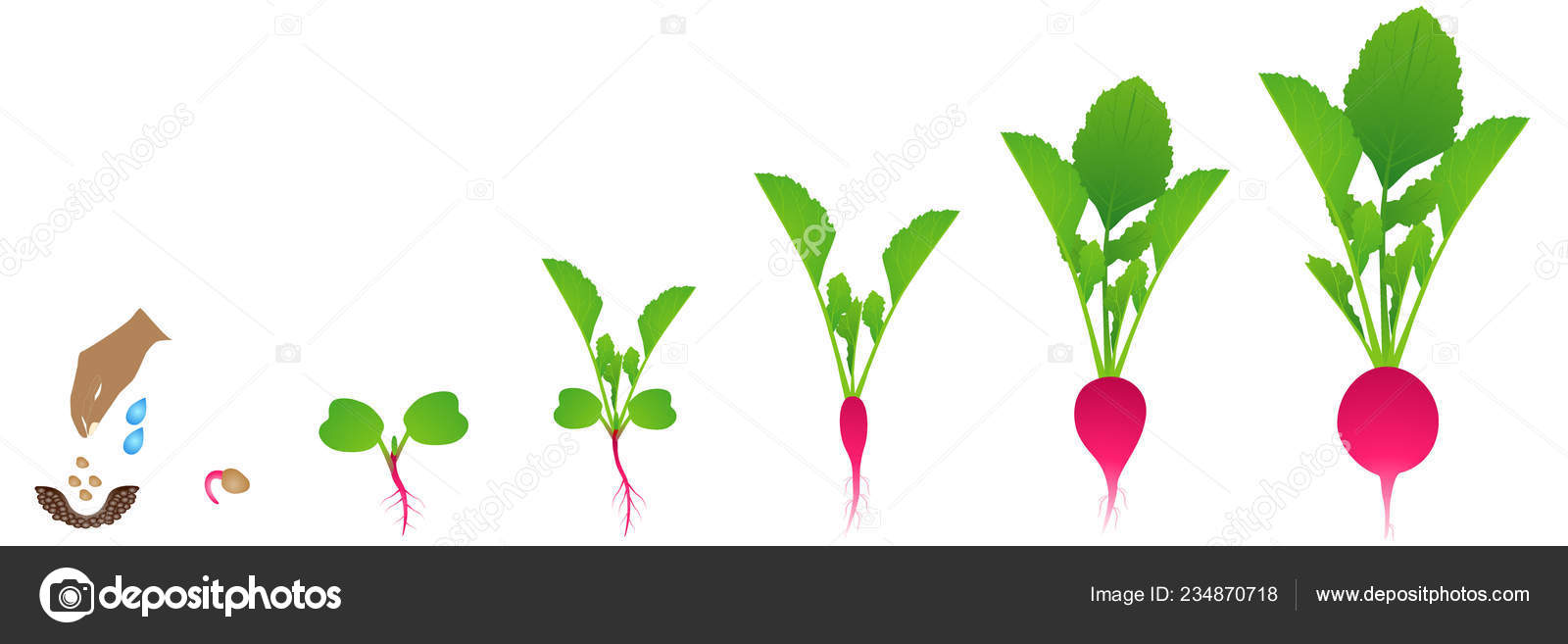 Radish Plant Growth Stages