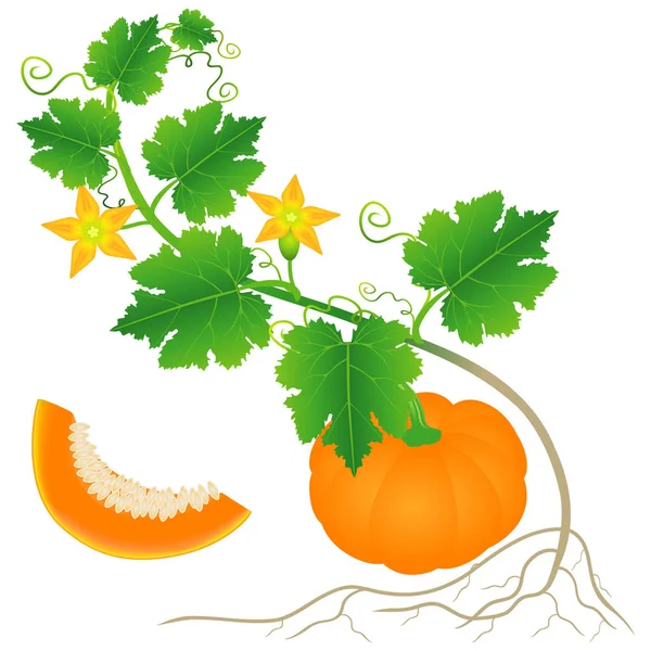 Cartoon Pumpkin Vines