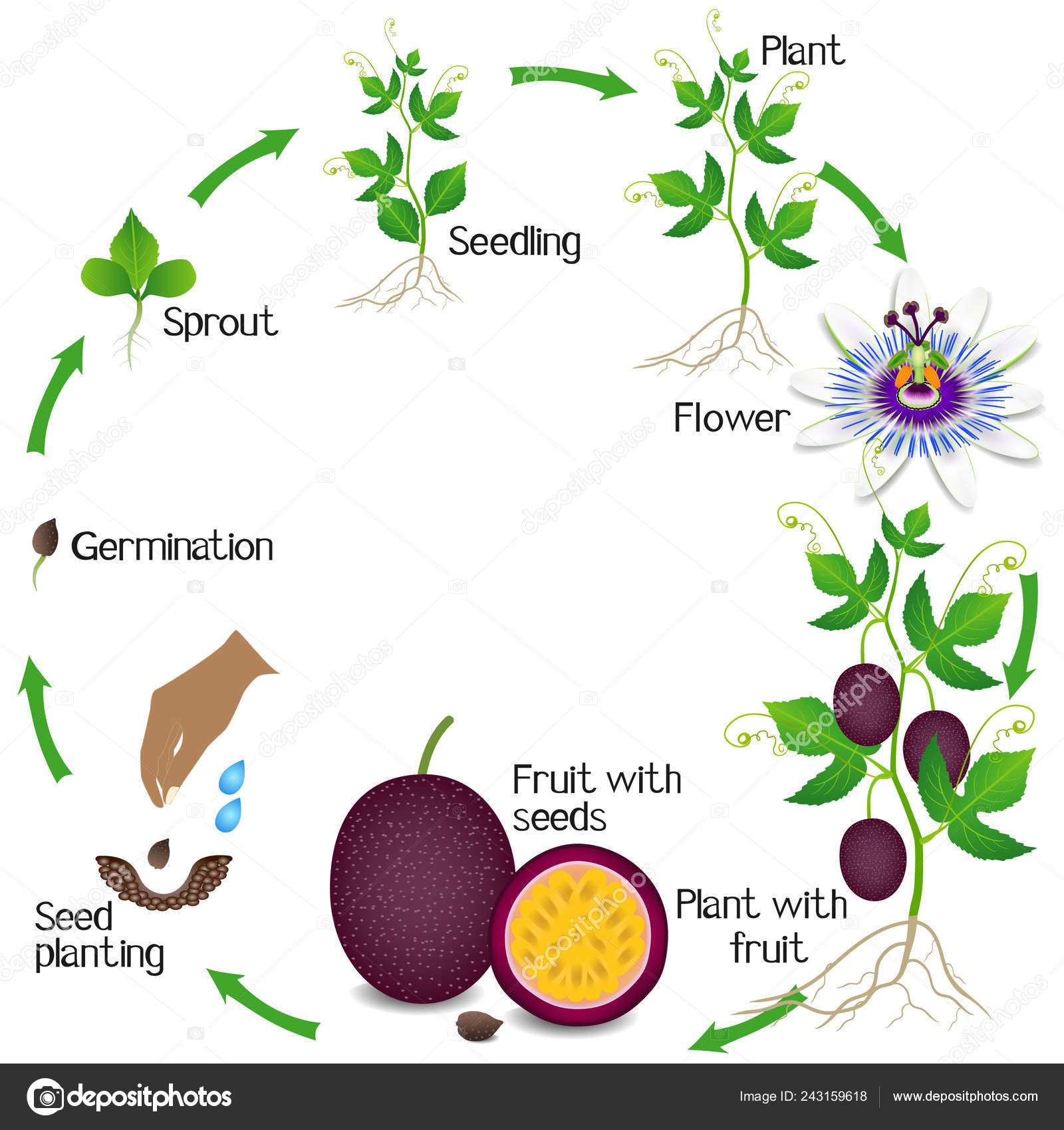 Diagrama De Las Etapas De Crecimiento De Las Plantas