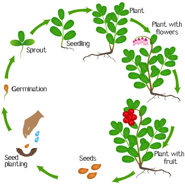 Peanut Plant Life Cycle