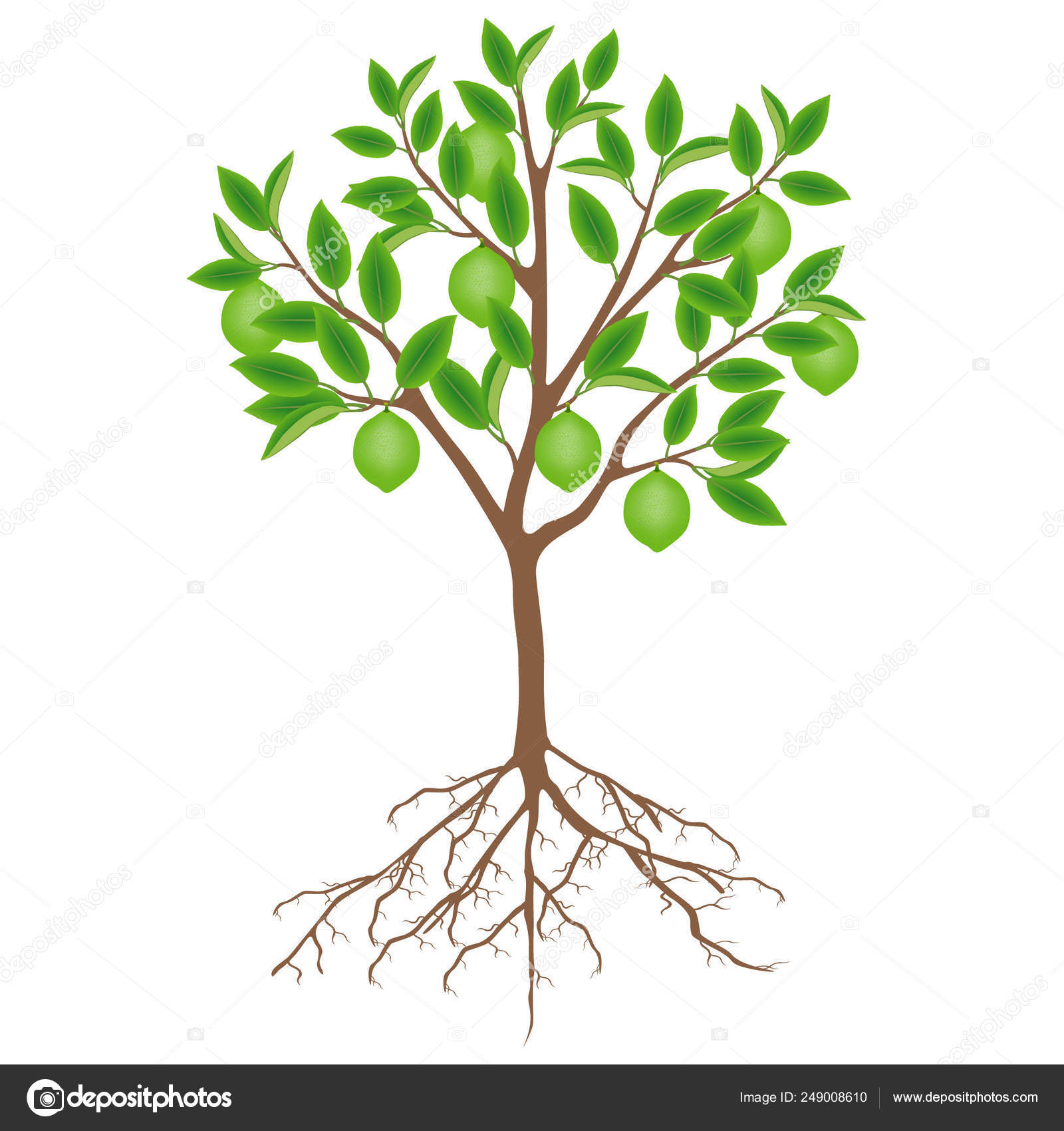 Tree Drawing With Roots And Fruits