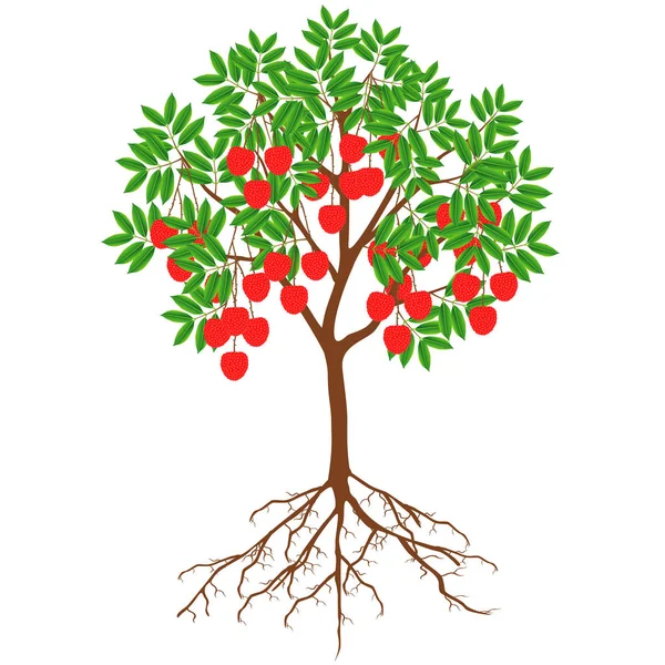 Fruit Tree With Roots Clipart