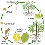 Cycle Papaya Plant Growth Isolated White Background Stock Vector Image ...