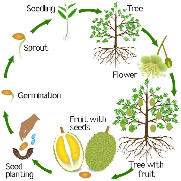 Life Cycle Lychee Plant White Background ⬇ Vector Image by © ZAQzaq81 ...